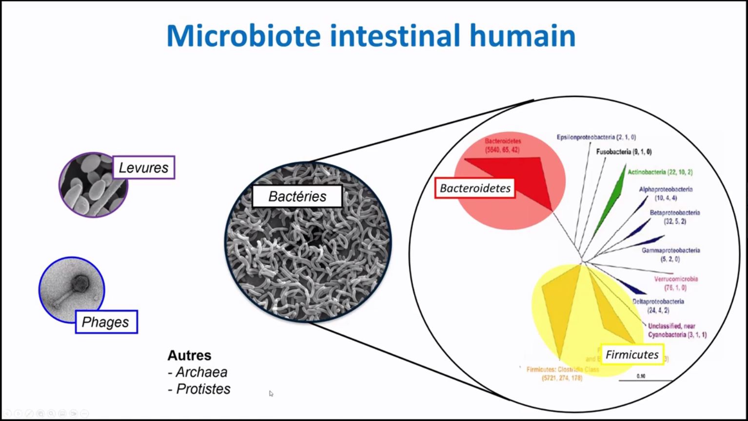 Le microbiote intestinal et ses déséquilibres – conférence du Pr Sokol